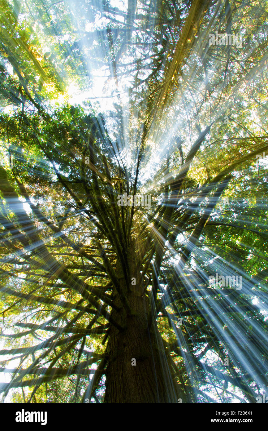 Looking up at the rays of light through the trees Stock Photo - Alamy