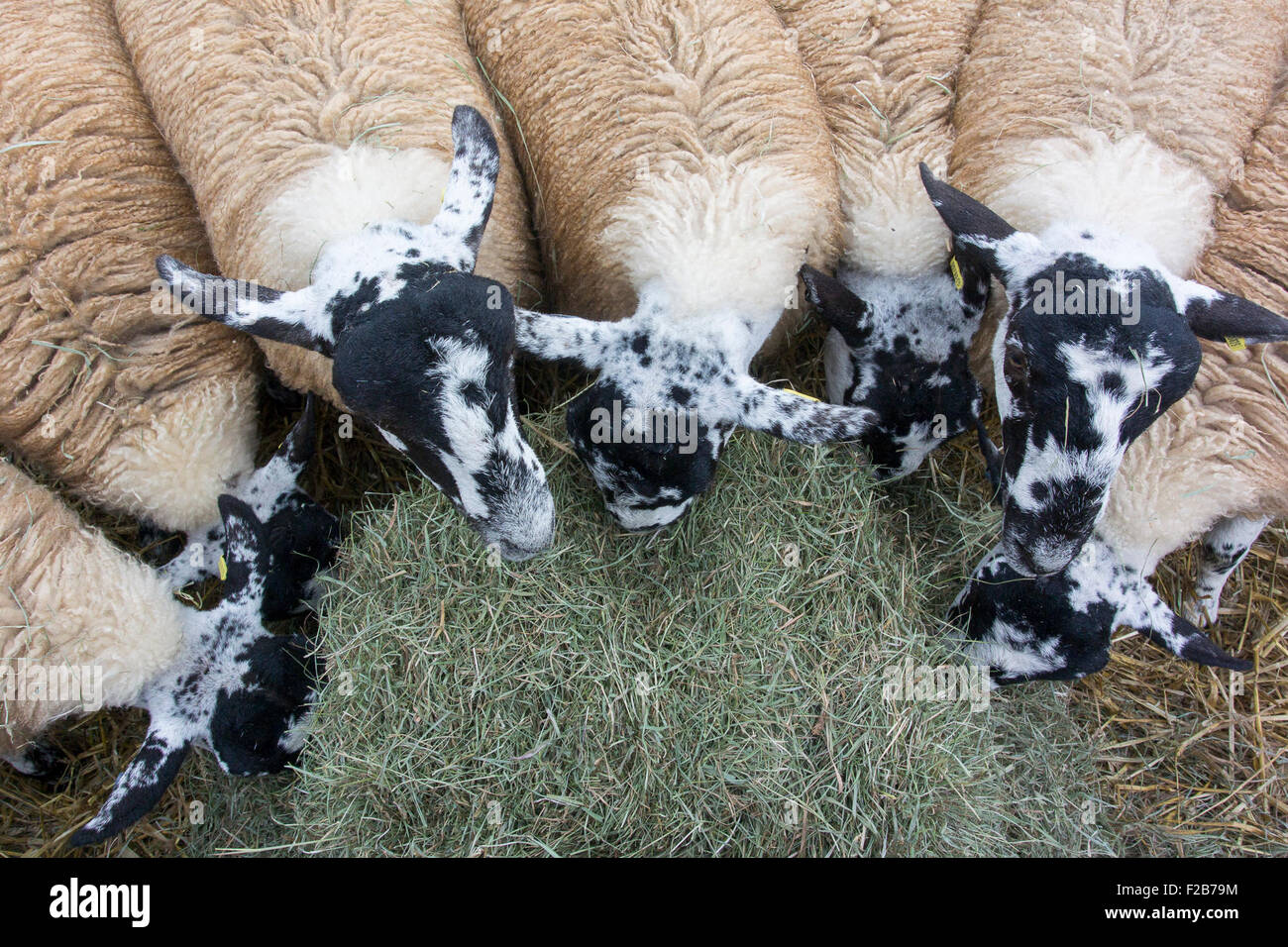 Sheep Backbone High Resolution Stock Photography and Images - Alamy