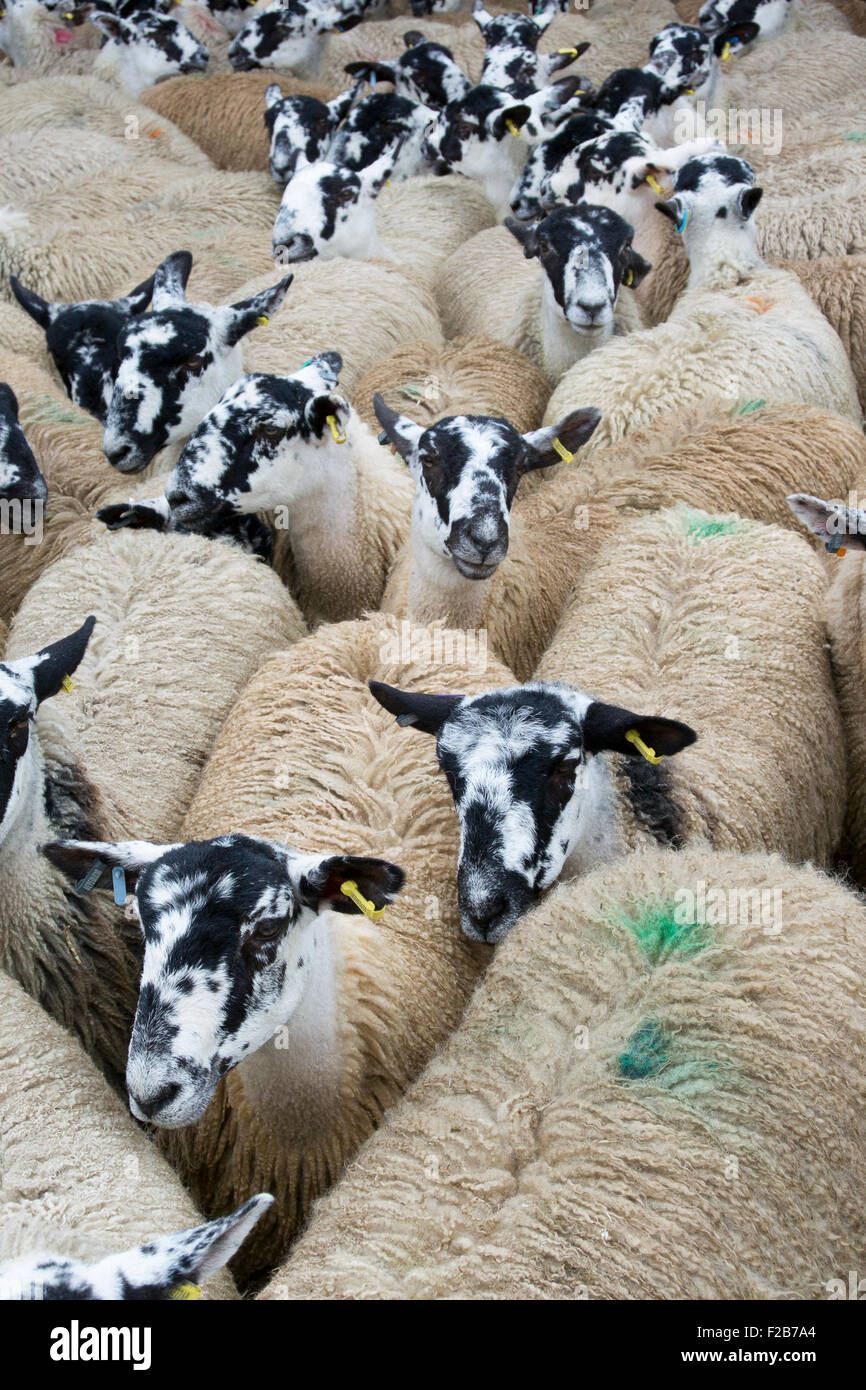 Sheep backbone hi-res stock photography and images - Alamy