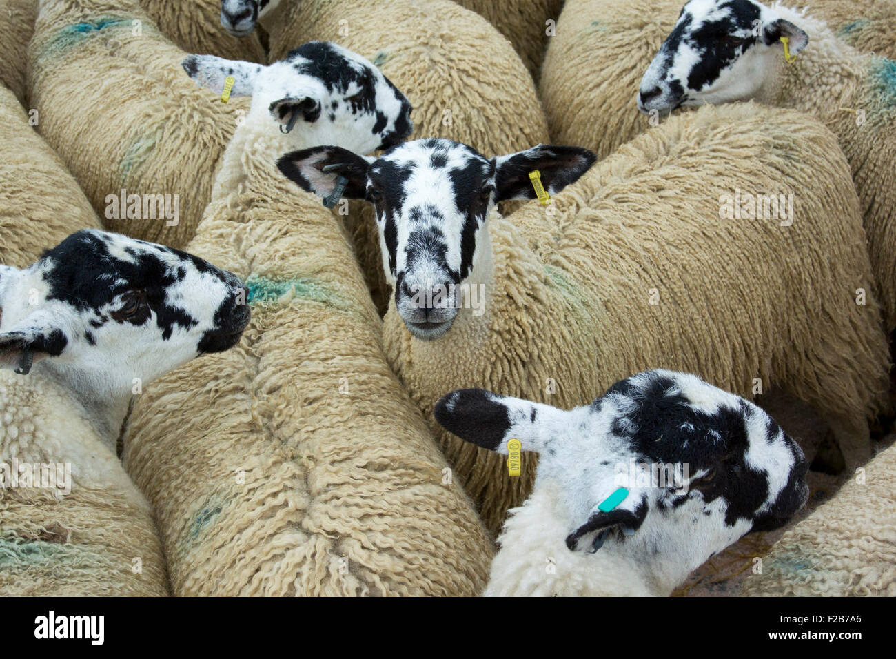 Sheep backbone hi-res stock photography and images - Alamy