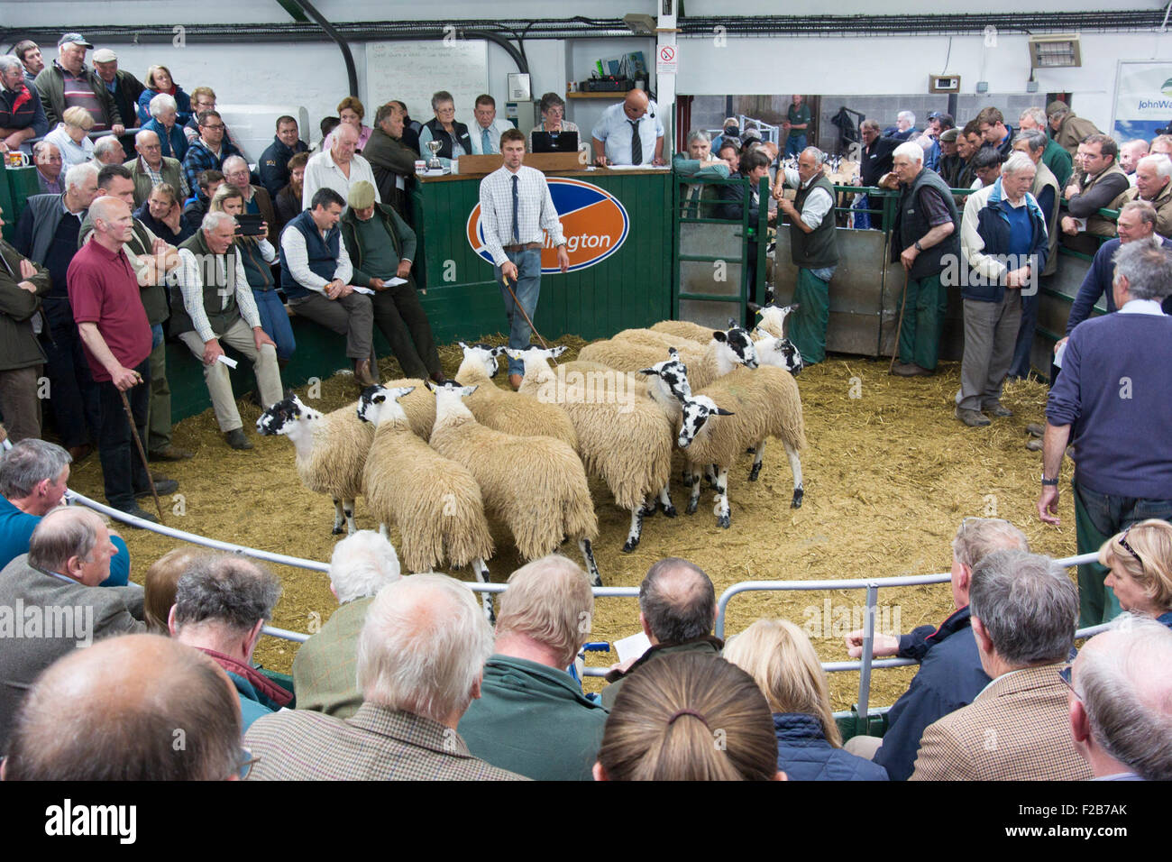 Hawes livestock auction market wensleydale hi-res stock photography and ...