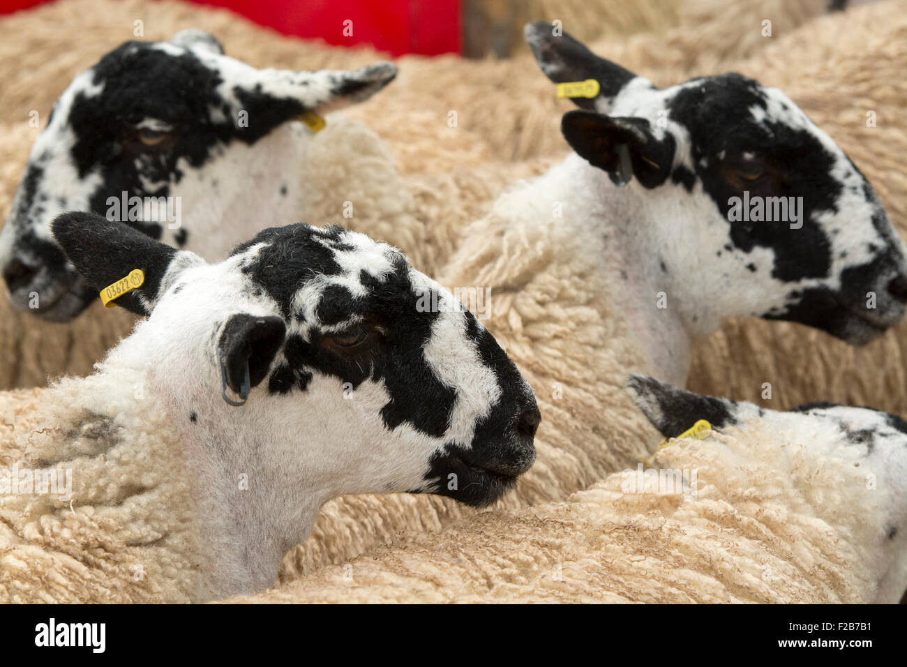 Sheep backbone hi-res stock photography and images - Alamy
