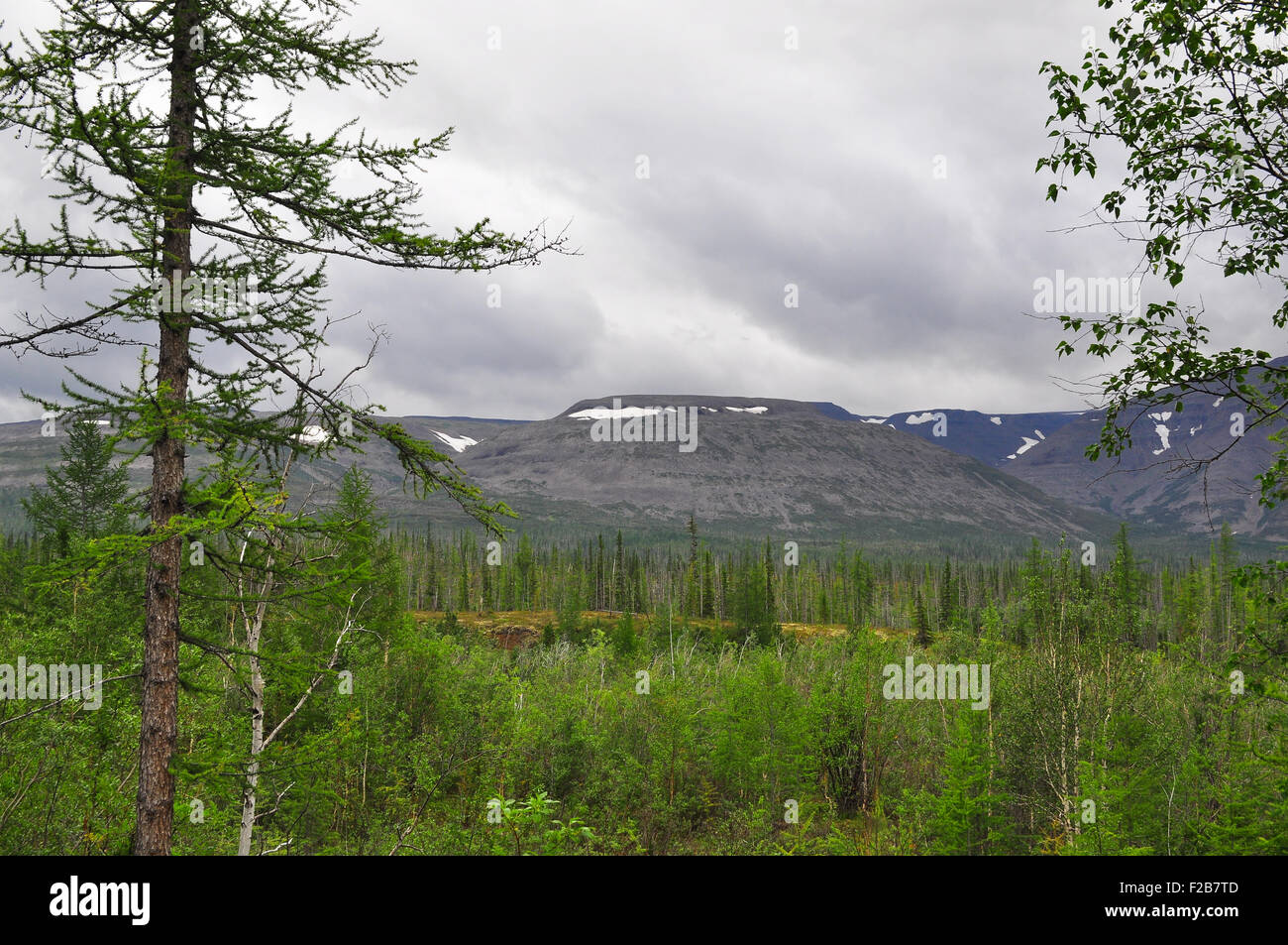 Foothill taiga. Putorana plateau, Siberia, the Taimyr Peninsula, Russia ...