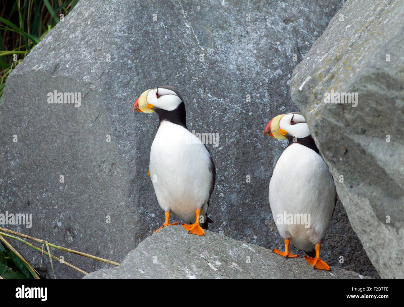 Two horned puffins hi-res stock photography and images - Alamy