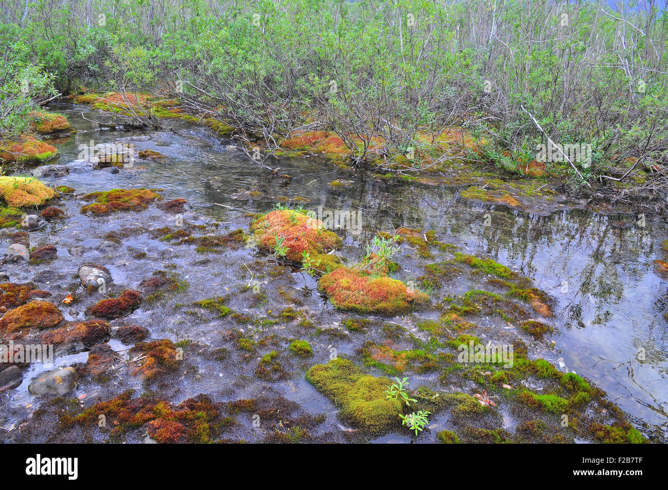 Stream and moss on hummocks. Brightly colored moss that grows in the ...