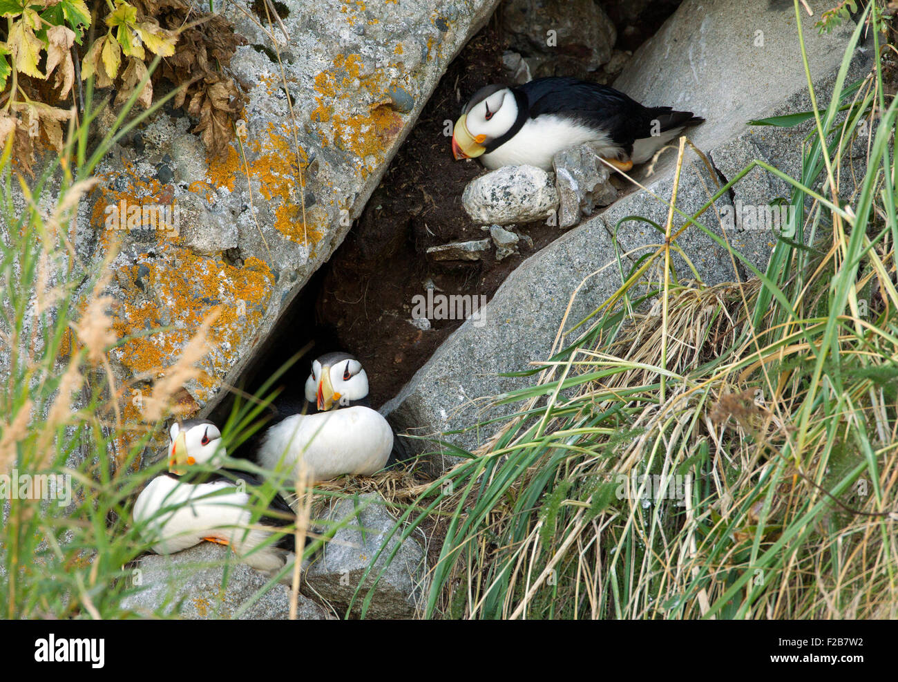 Three Horned Puffins in Nest Cavity Stock Photo - Alamy