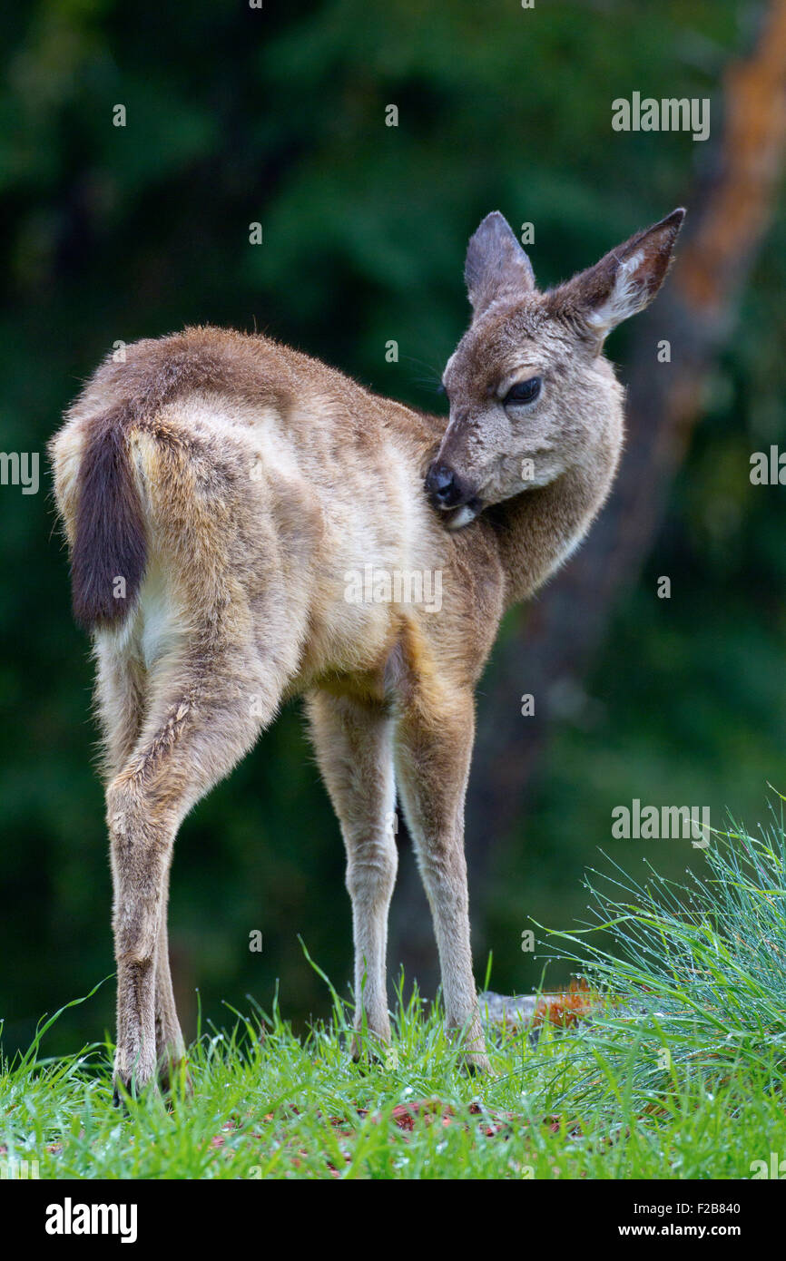 Mule deer fawn cleaning Stock Photo - Alamy