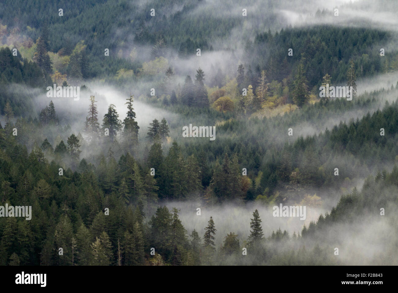 Douglas valley hi-res stock photography and images - Alamy