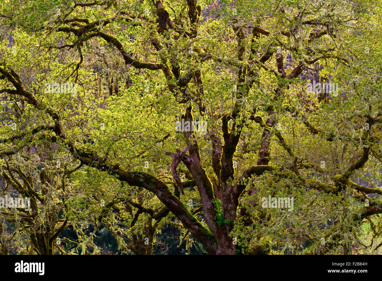 Living oak trees hi-res stock photography and images - Alamy