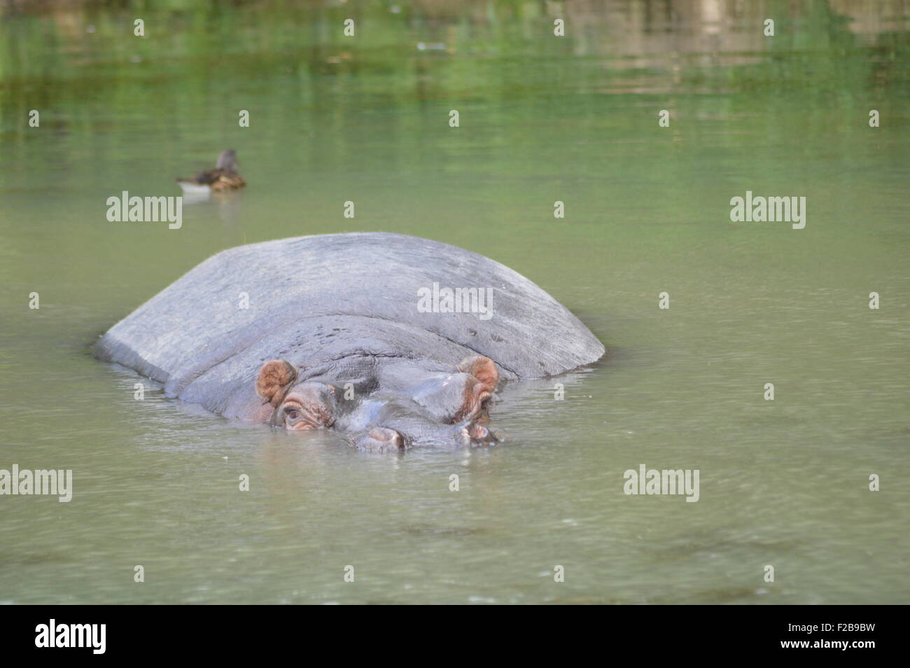 Hippo in water hi-res stock photography and images - Alamy
