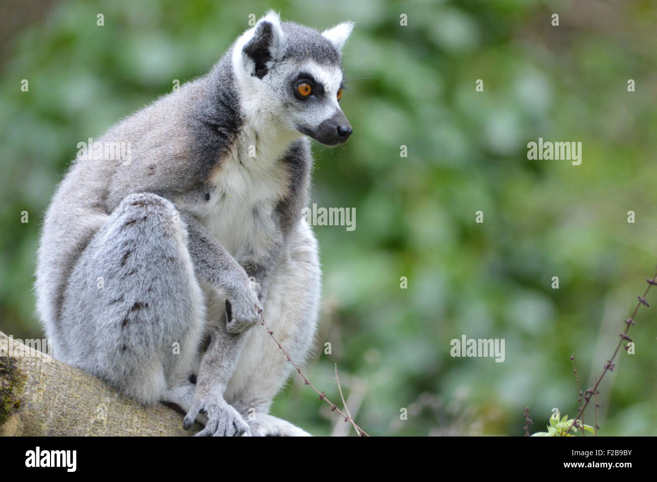 Ring tailed lemur Stock Photo - Alamy