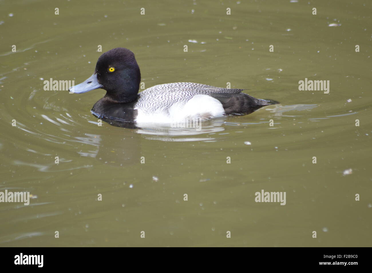 Water scaup hi-res stock photography and images - Alamy