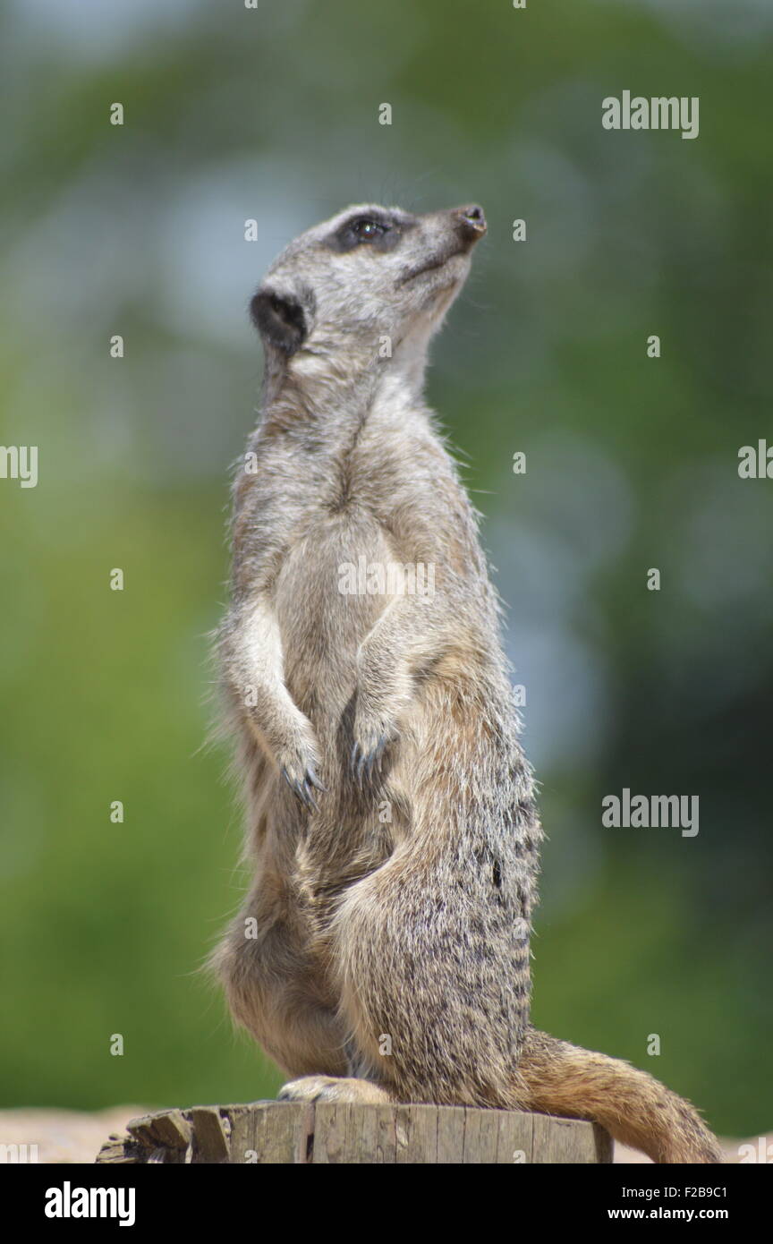 Meerkat claws hi-res stock photography and images - Alamy