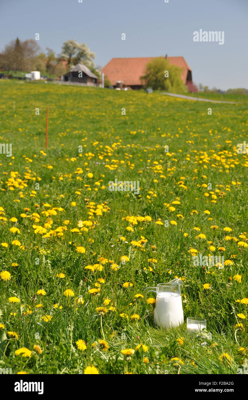 Jug of milk on the meadow. Emmental region, Switzerland Stock Photo - Alamy