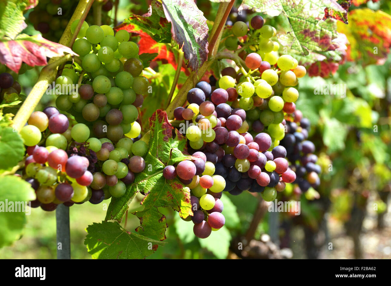 Neuchatel Vineyards High Resolution Stock Photography and Images - Alamy