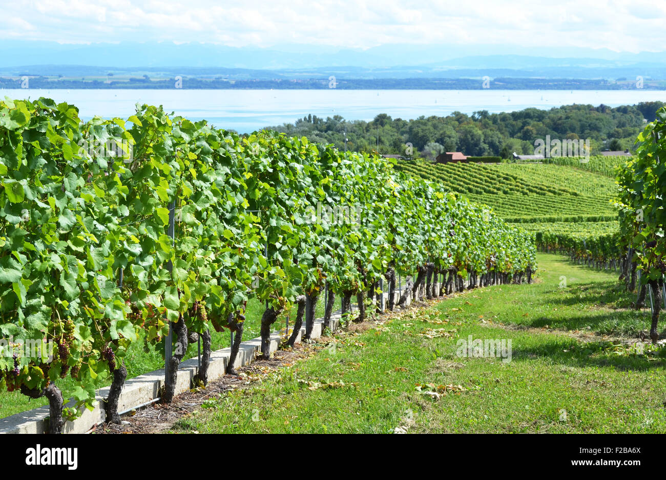 Neuchatel Vineyards High Resolution Stock Photography and Images - Alamy