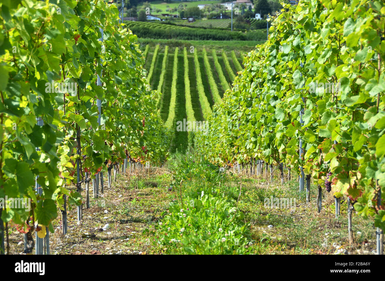 Vineyards in Colombier, Switzerland Stock Photo - Alamy