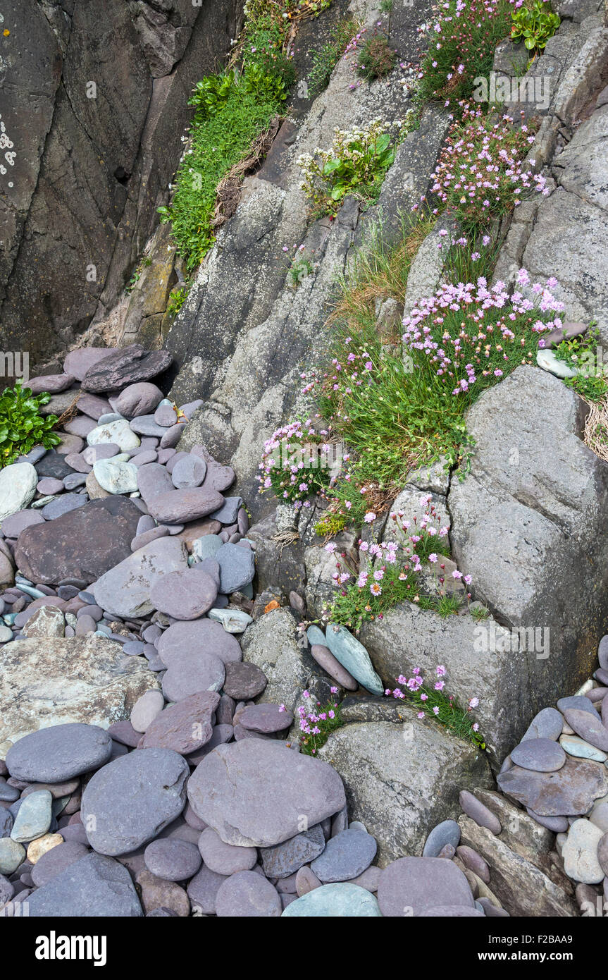 Wildflowers growing in rocks on a beach in Pembrokeshire, Wales. Purply ...