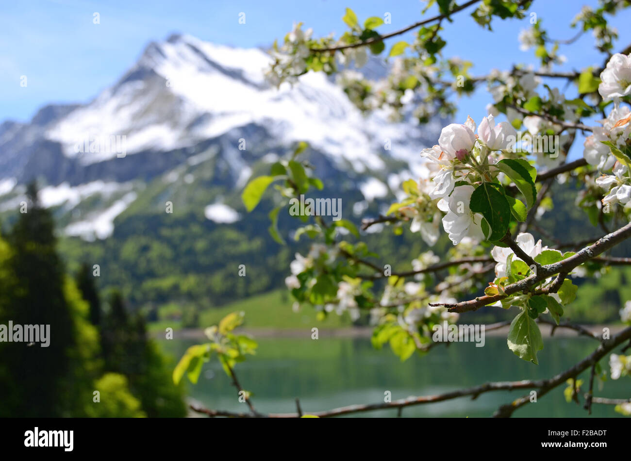 Spring in Switzerland Stock Photo - Alamy