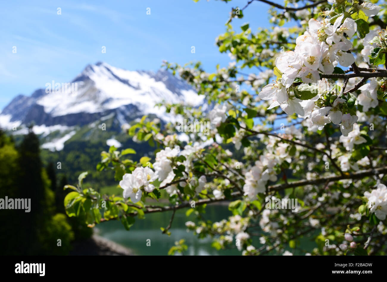 Spring in Switzerland Stock Photo - Alamy