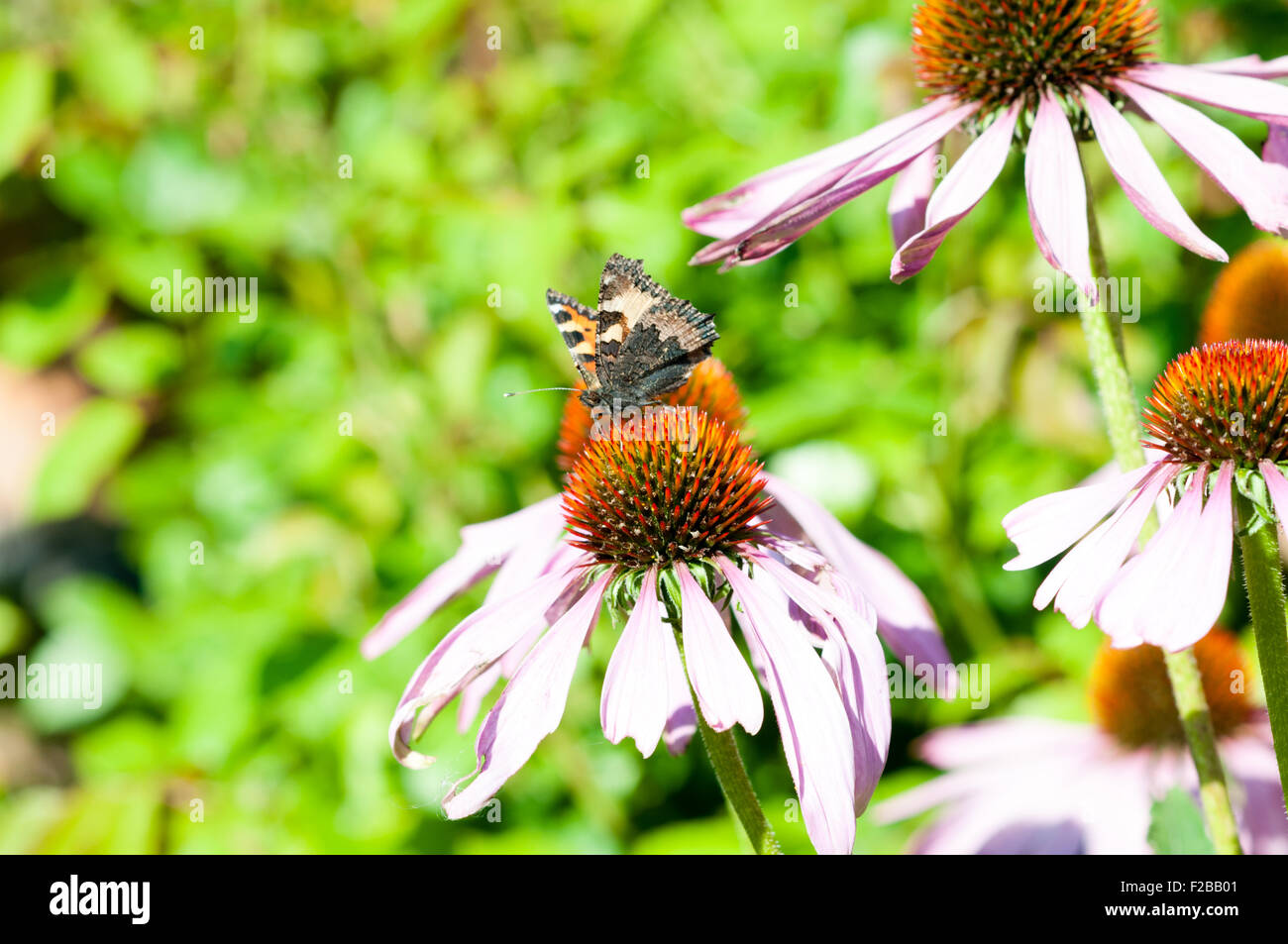 Big display of beautiful golden and pink Rudbeckia flowers in sunshine ...