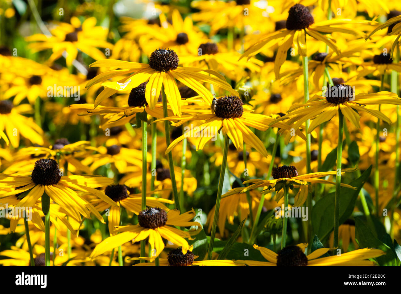 Big display of beautiful golden and pink Rudbeckia flowers in sunshine ...