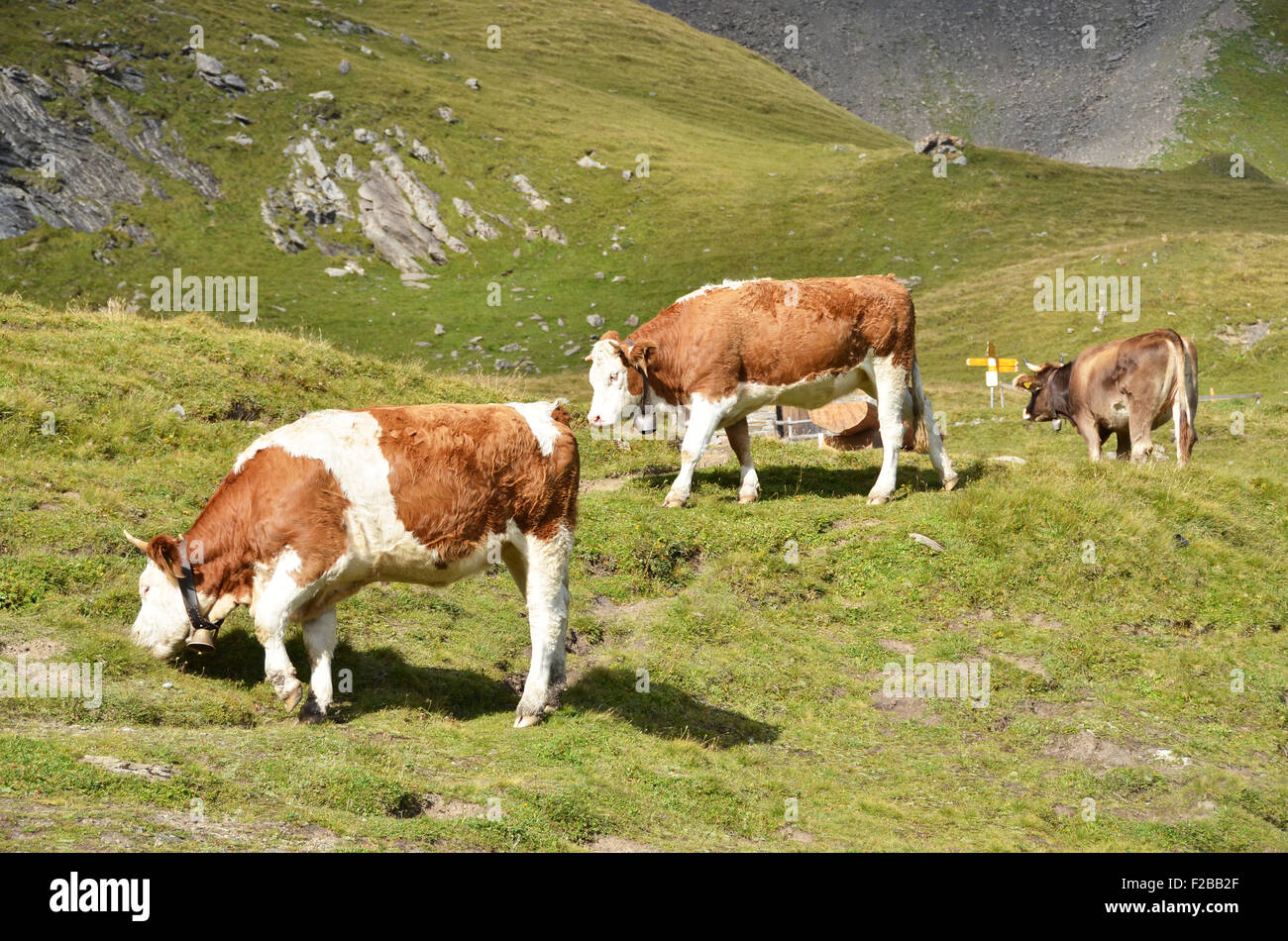 Cows in Alpine meadow Stock Photo - Alamy