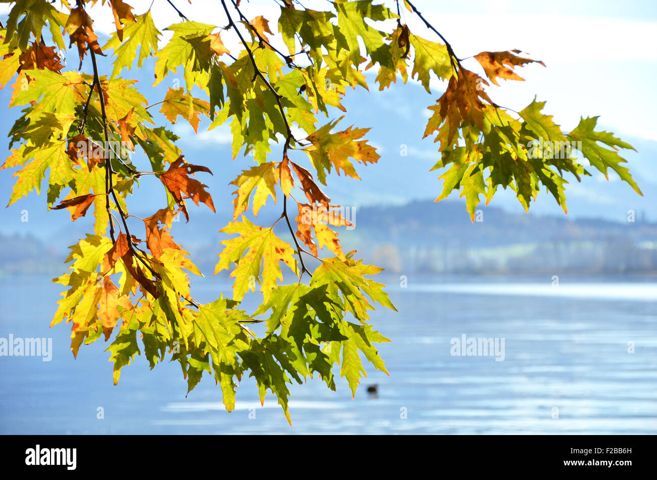 Autumn leaves against mountain lake. Switzerland Stock Photo - Alamy