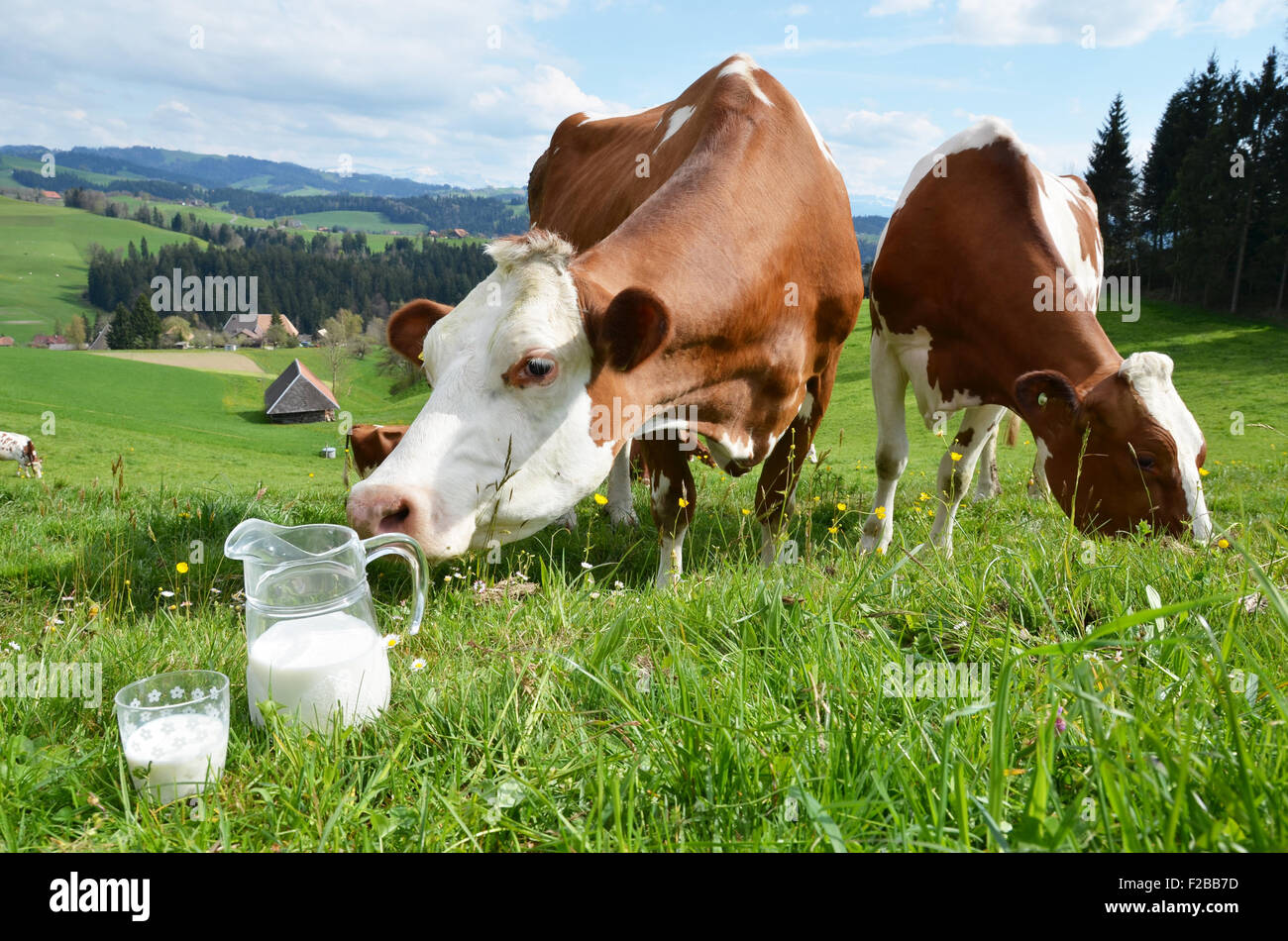 Milk and cows. Emmental region, Switzerland Stock Photo - Alamy