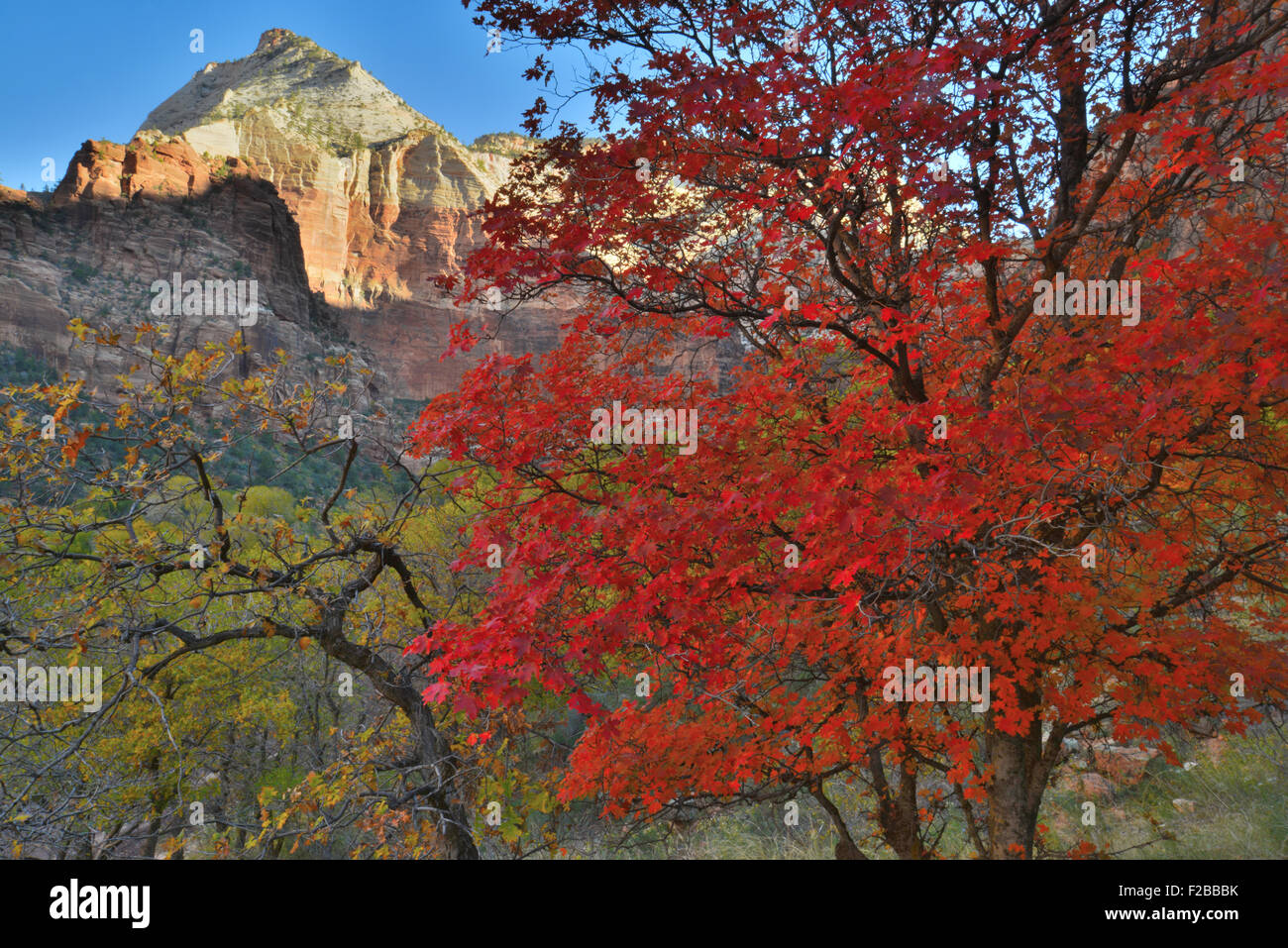 Fall color in Zion Canyon of Zion National Park in Southwestern Utah ...