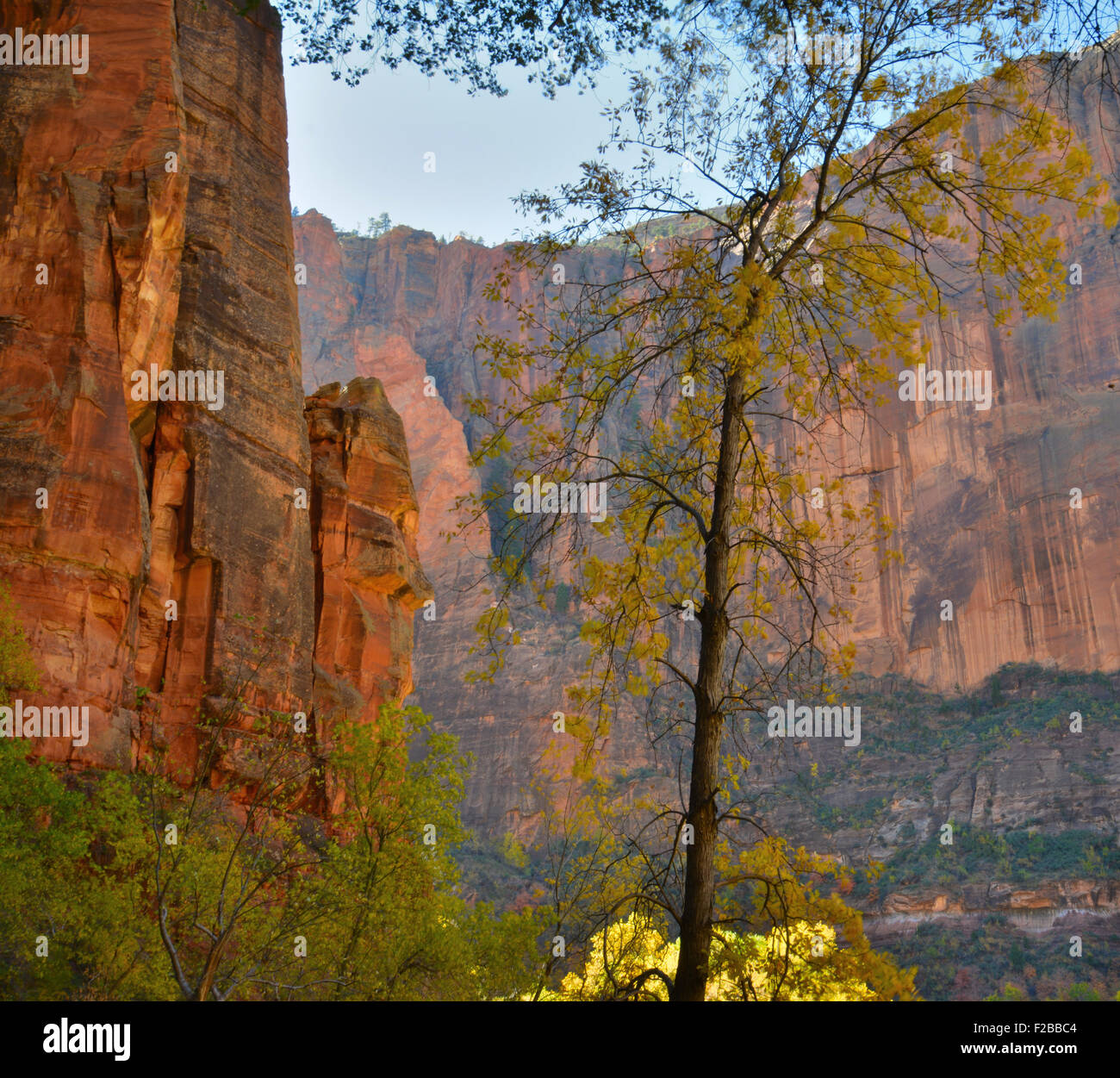 Fall color in Zion Canyon of Zion National Park in Southwestern Utah ...