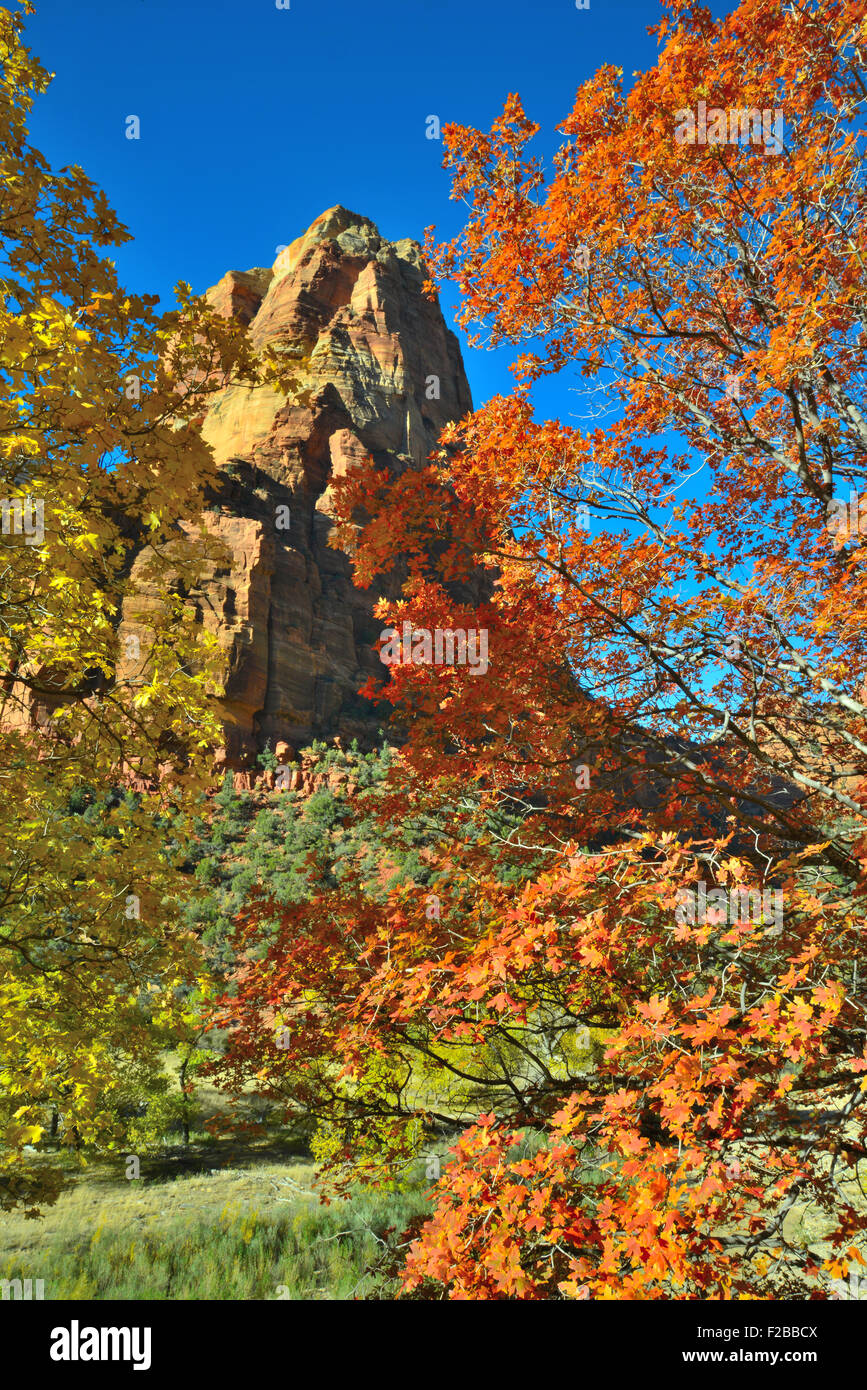 Fall color in Zion Canyon of Zion National Park in Southwestern Utah ...