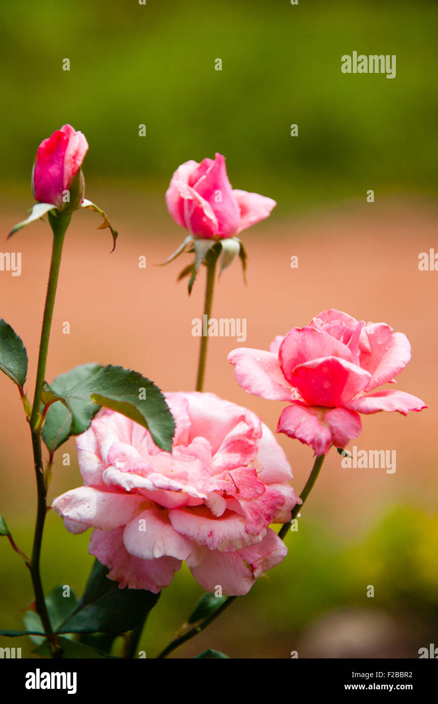 Pink rose with a farm in the background Stock Photo - Alamy
