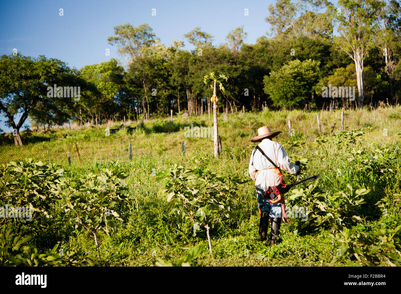 Latin america agriculture hi-res stock photography and images - Alamy