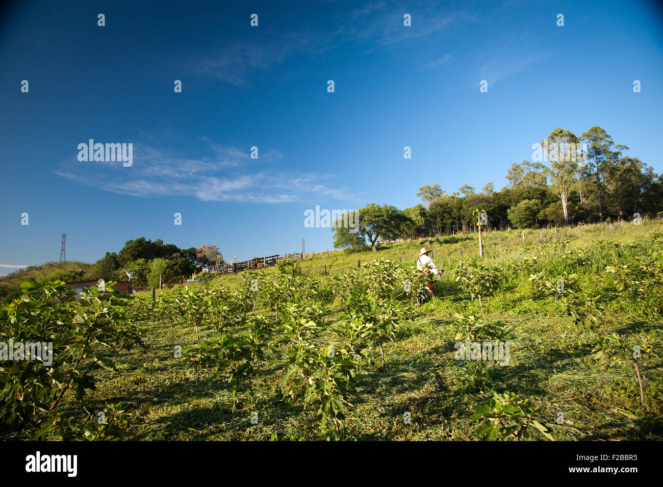 Countryside of brazil hi-res stock photography and images - Alamy