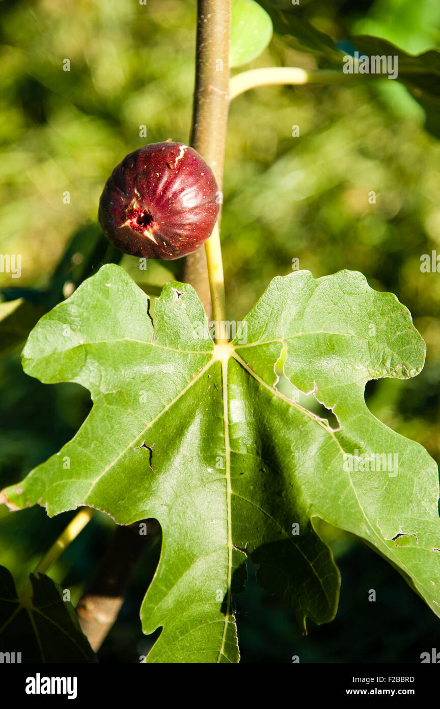 Brazil fruit farm hi-res stock photography and images - Alamy