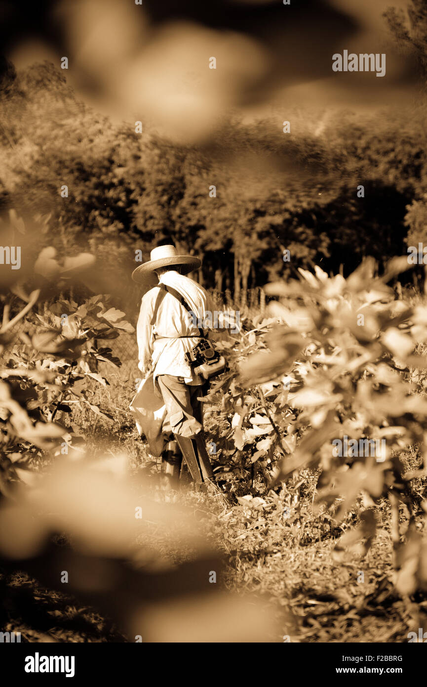 Sepia toned photo of fig plantation worker in Brazil, South America ...