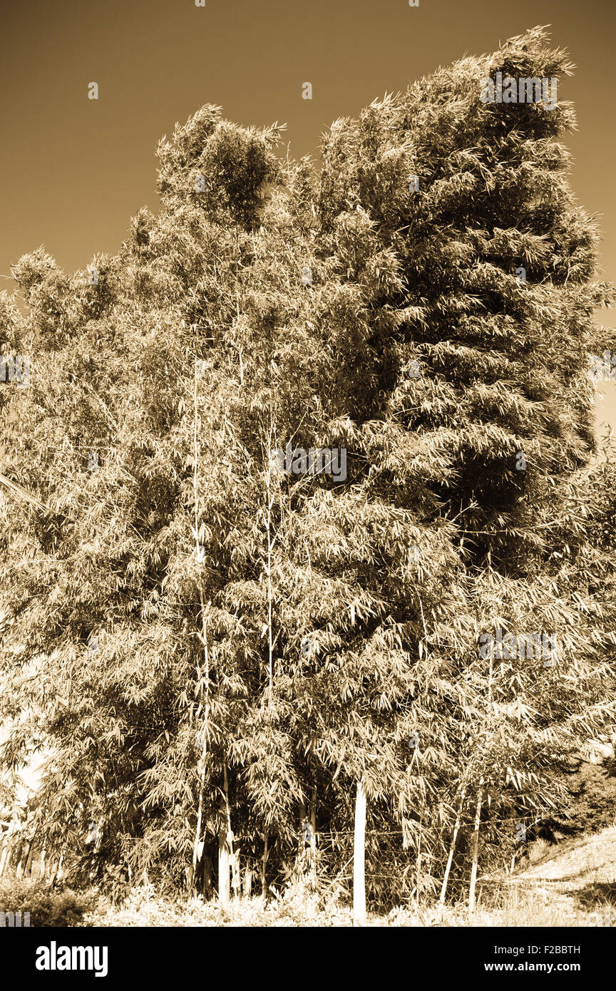 Giant tree brazil hi-res stock photography and images - Alamy