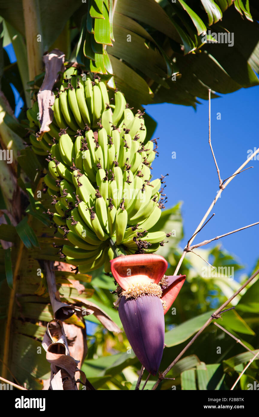 Bunch of bananas on a tree, Brazil Stock Photo - Alamy