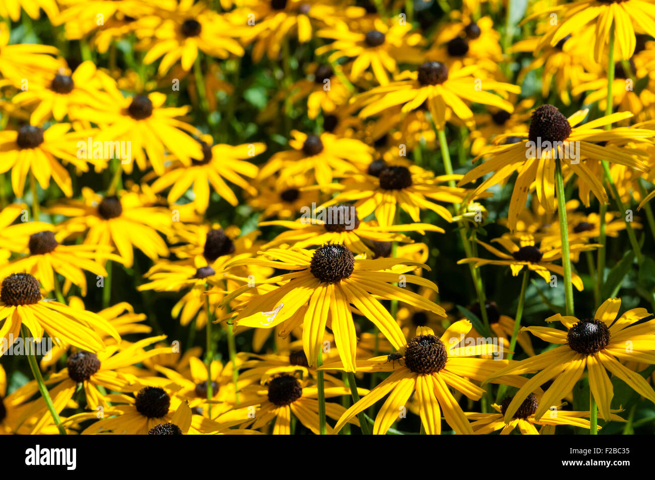 Big display of beautiful golden and pink Rudbeckia flowers in sunshine ...