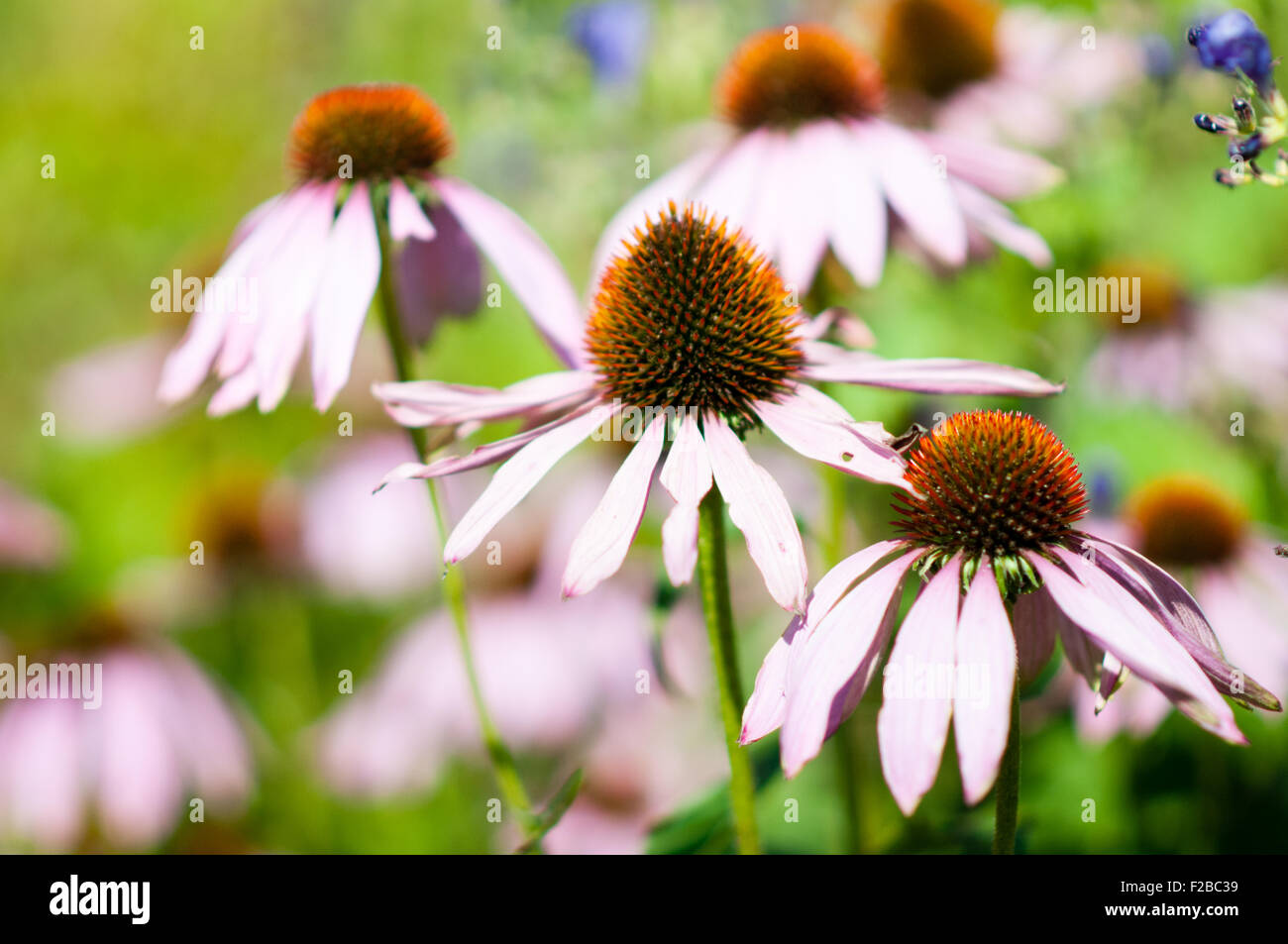 Big display of beautiful golden and pink Rudbeckia flowers in sunshine ...