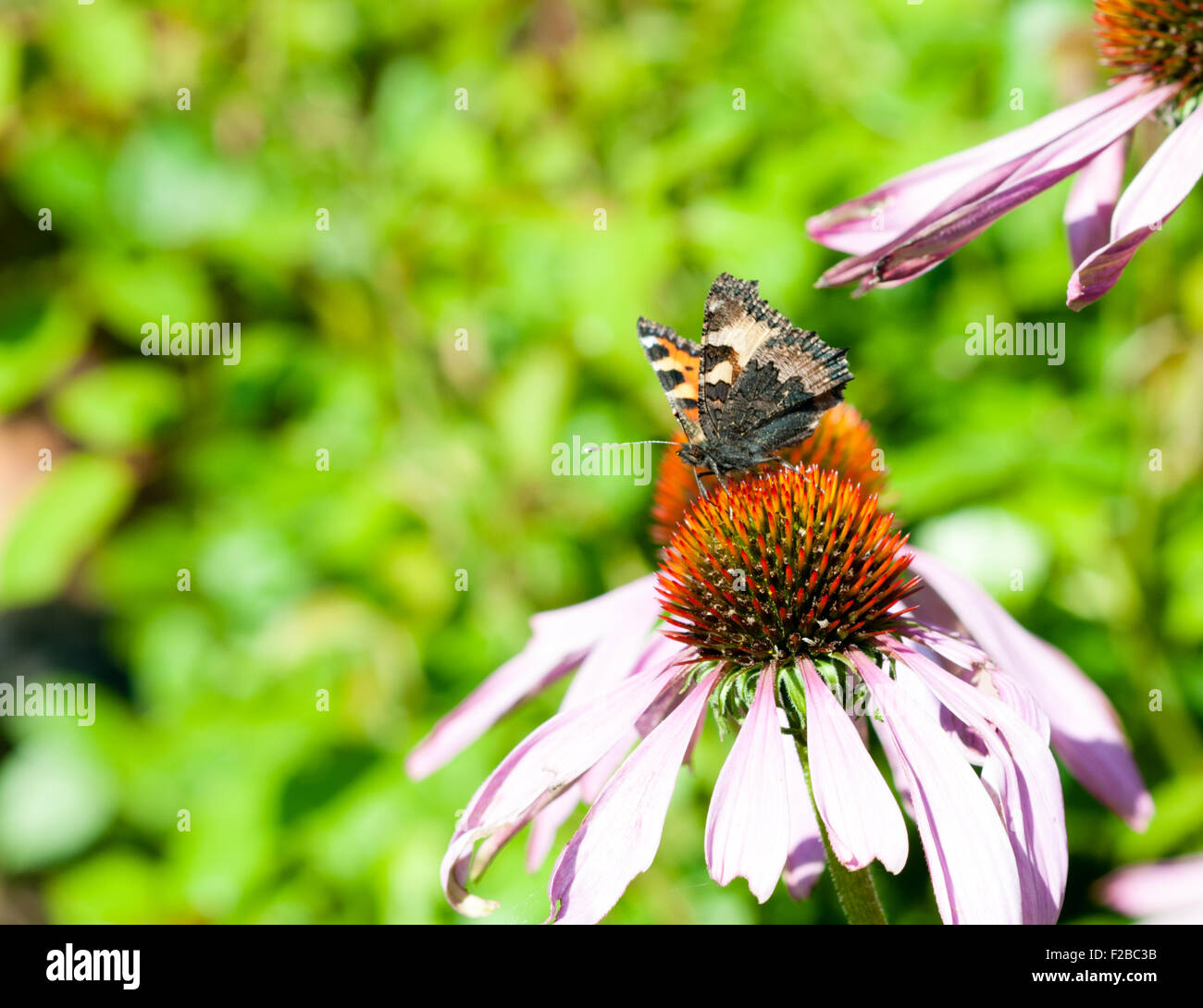 Big display of beautiful golden and pink Rudbeckia flowers in sunshine ...