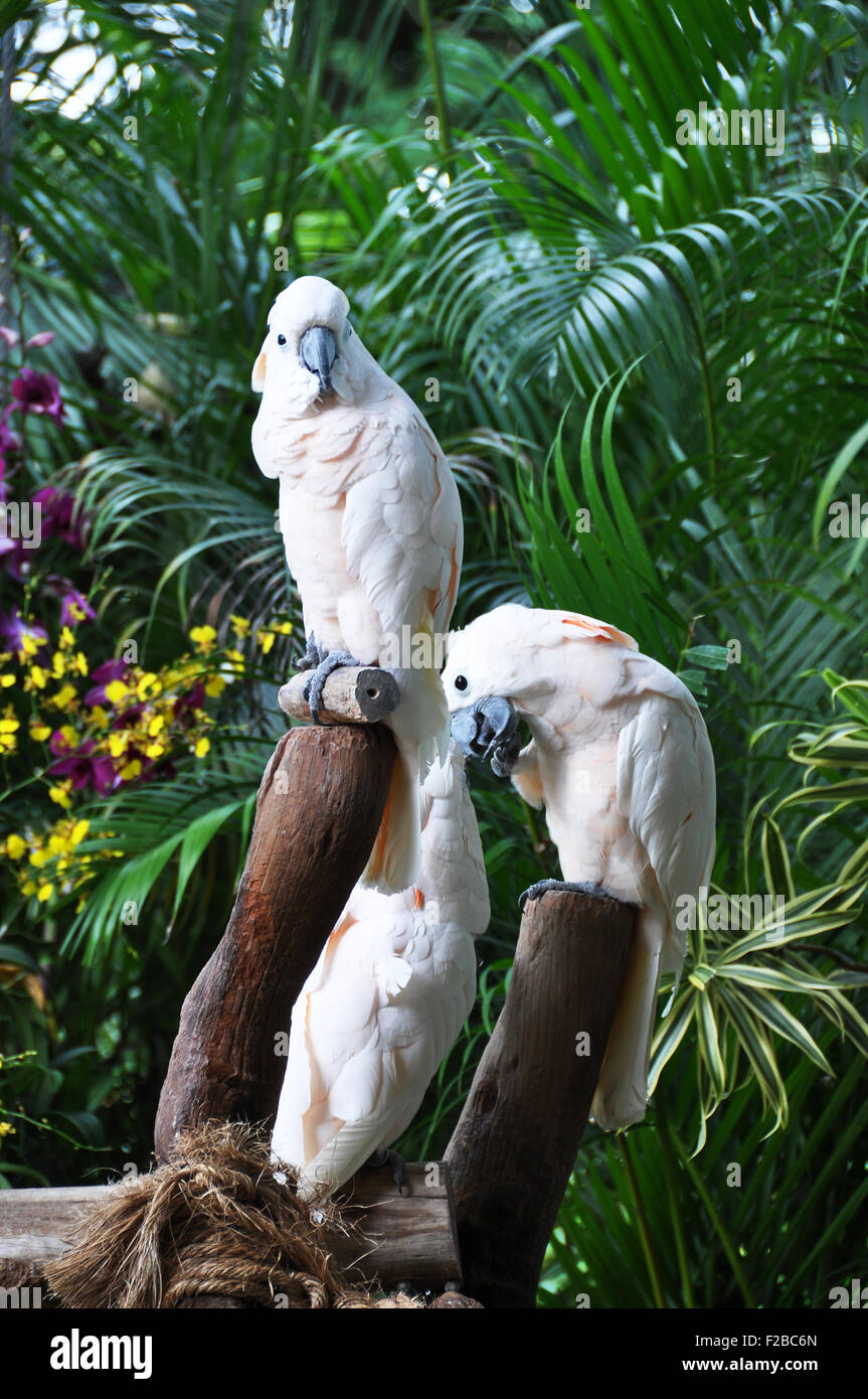 Full length of parrots hi-res stock photography and images - Alamy