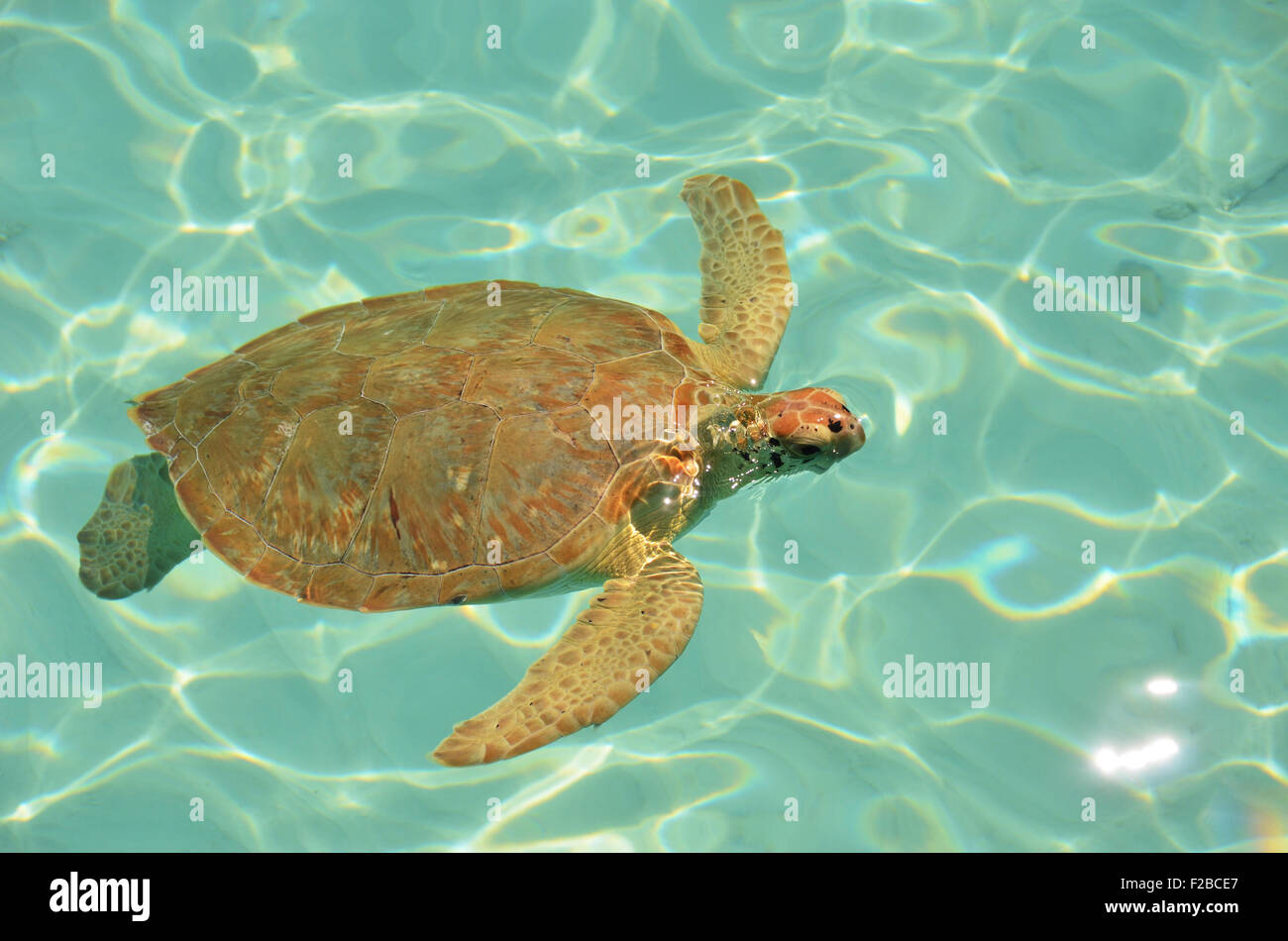Green sea turtle. Exuma, Bahamas Stock Photo - Alamy