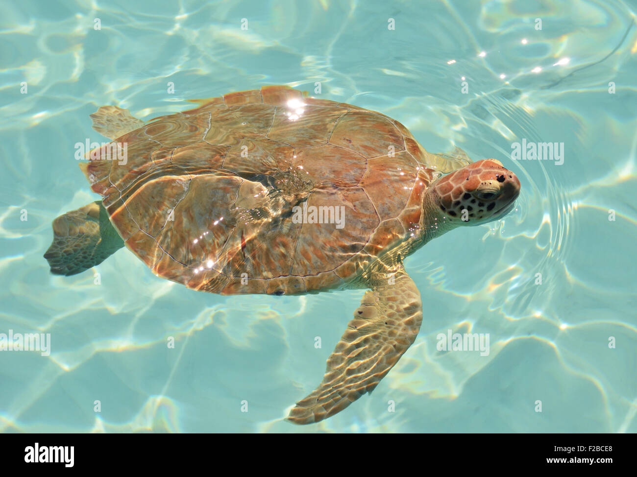 Green sea turtle. Exuma, Bahamas Stock Photo - Alamy