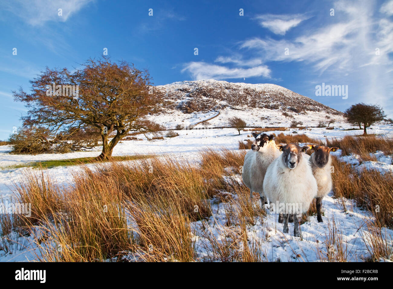 Slemish Mountain High Resolution Stock Photography and Images - Alamy