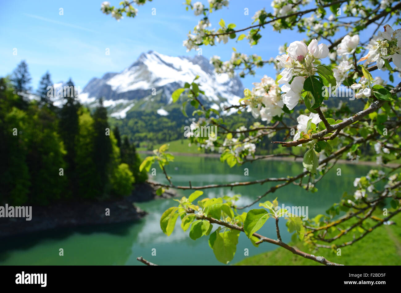 Almond spring switzerland hi-res stock photography and images - Alamy