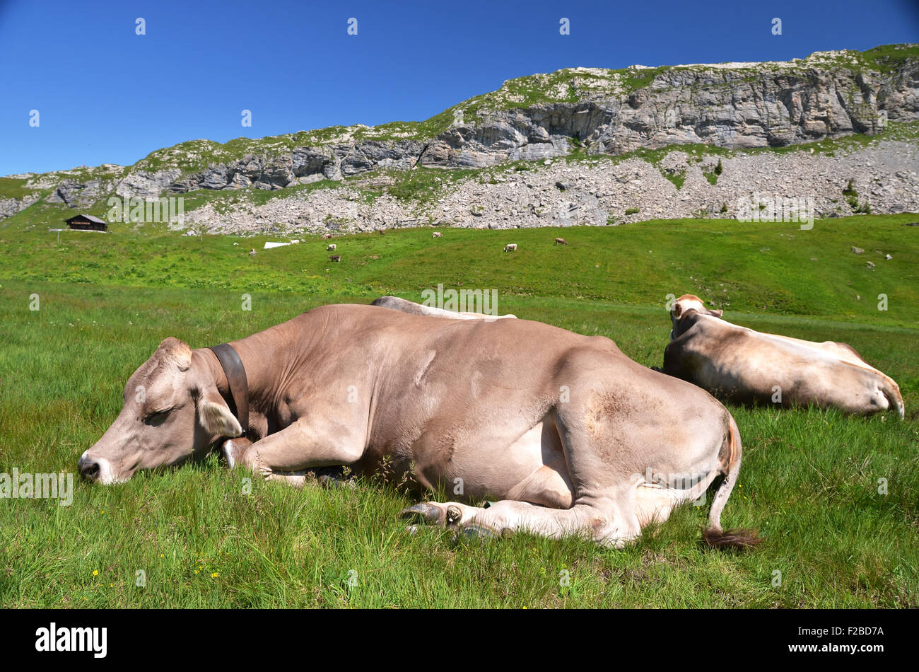 Swiss cows switzerland hi-res stock photography and images - Alamy