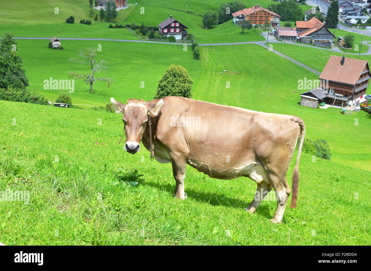 Swiss cows on Alpine meadow Stock Photo - Alamy