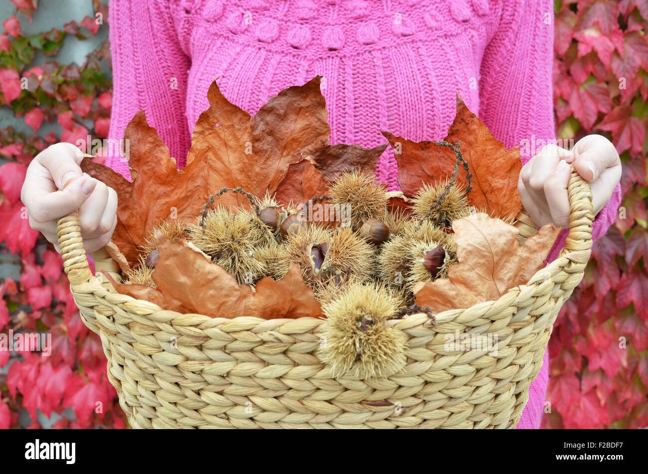 American chestnut leaves hi-res stock photography and images - Alamy
